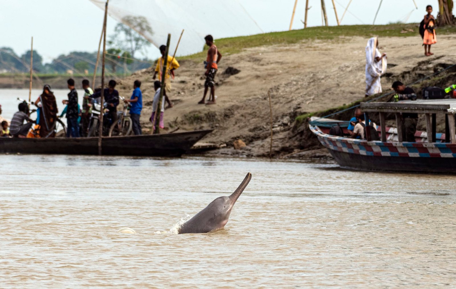 Ganga River Dolphin Day – News MBR